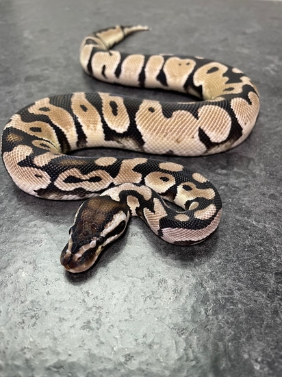 Pastel TSK Axanthic 100% Het Hypo Ball Python by J. Ulrich Reptiles