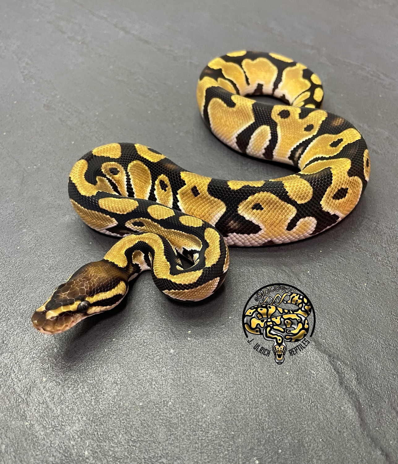 Orange Dream (Pos Weirdo) 100% Het Puzzle 100% Het Desert Ghost Ball ...