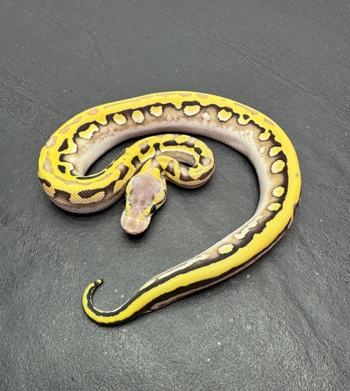 Pastel Mojave (Weirdo?) Puzzle Ball Python by J. Ulrich Reptiles