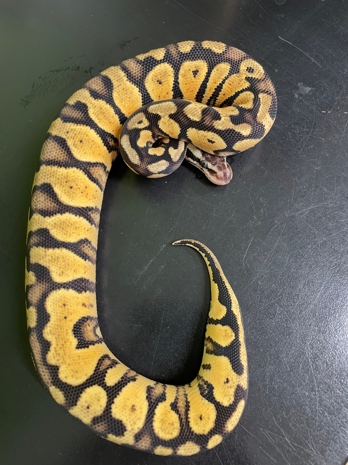 Pastel Yellow Belly Ball Python by Nuneaton Reptiles & Exotics ...