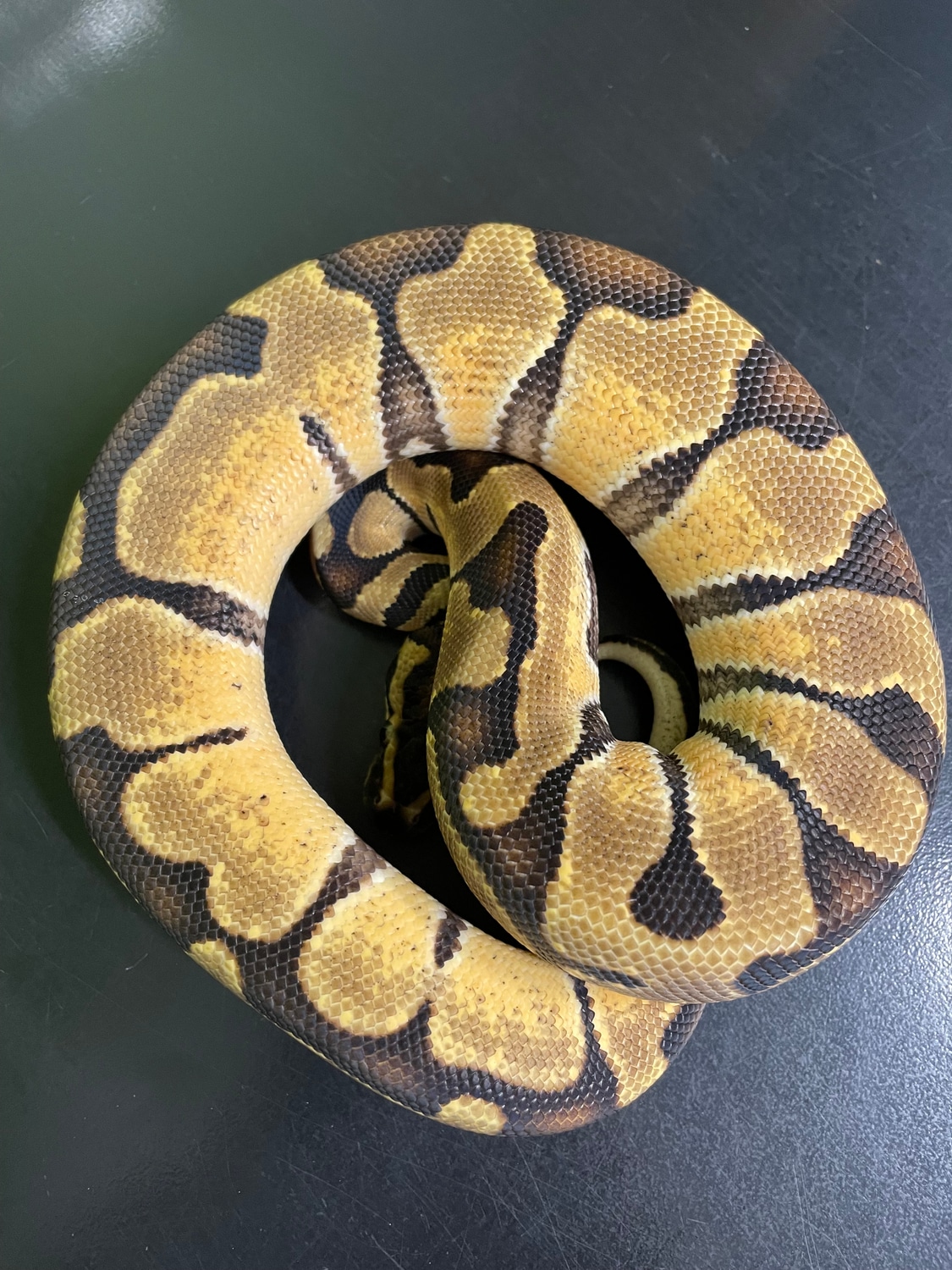 Enchi Ball Python by Nuneaton Reptiles & Exotics - MorphMarket