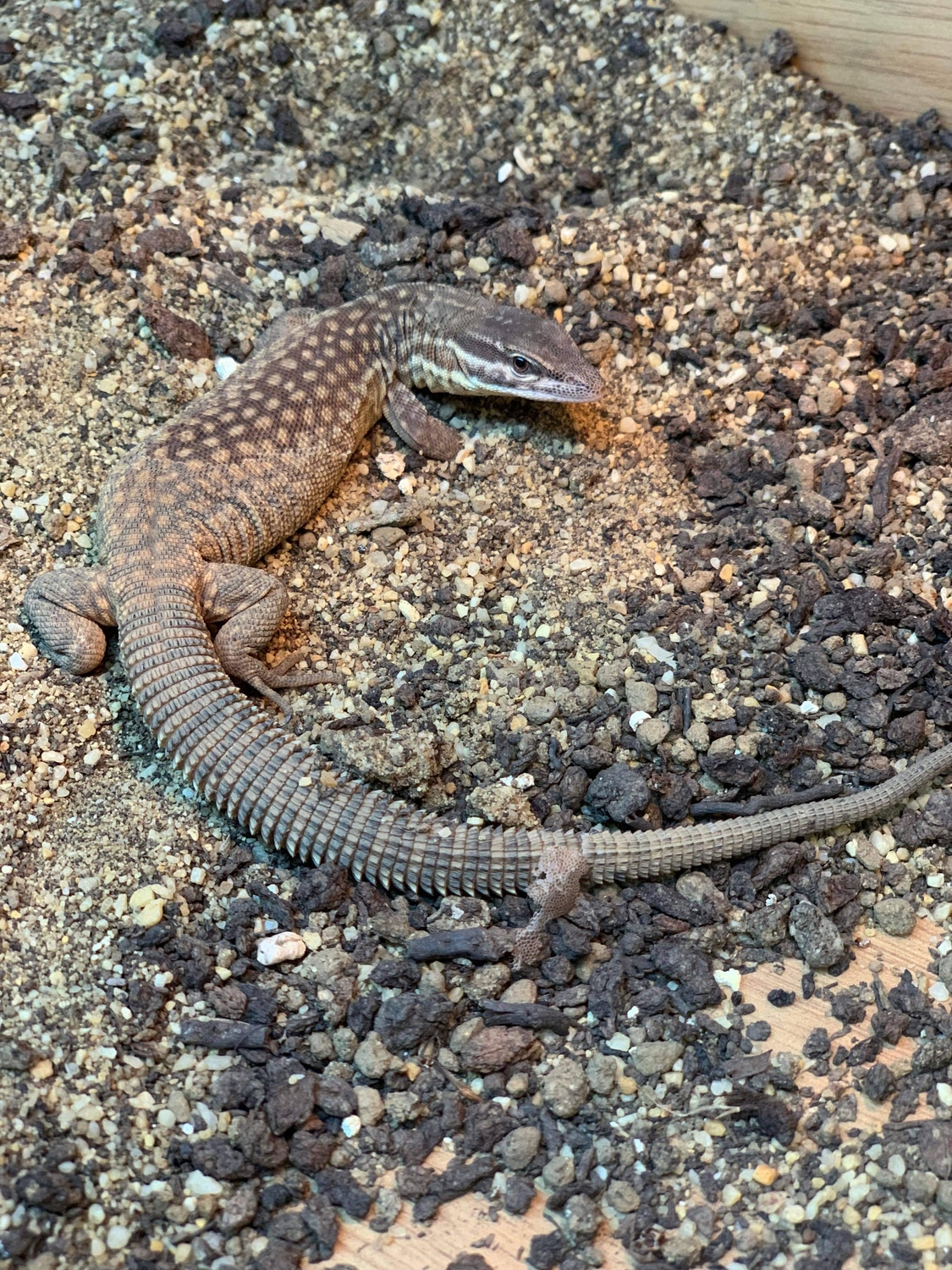 Ackie Monitors Spiny-Tailed Monitor by Nuneaton Reptiles & Exotics ...