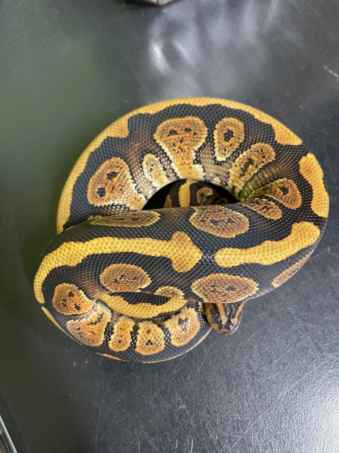 Special Ball Python by Nuneaton Reptiles & Exotics - MorphMarket