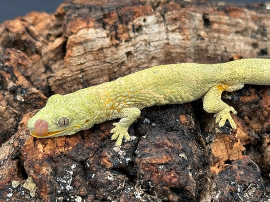 Eurydactylodes Occidentalis Euro Import Chameleon Gecko by Scale Therapy