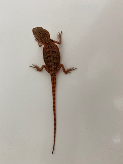 Red Hypo Translucent Central Bearded Dragon by UniqueScales