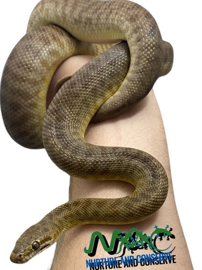 0.1 2017 Children’s Python RTB Children's Python by Nurture and Conserve