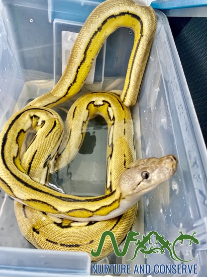 Platinum Suntiger Reticulated Python by Nurture and Conserve
