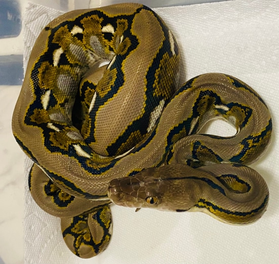 1.1 Triple Het Blue Hypo, White Phase Albino, And Genetic Stripe ...
