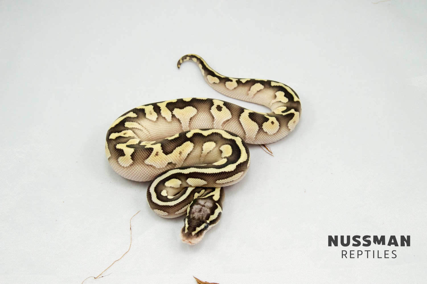 Pastel Lesser Leopard Ball Python by Nussman Reptiles - MorphMarket