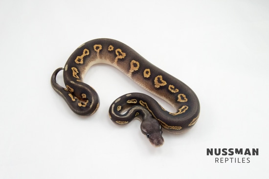 Super Blackhead Pastel Hypo Ball Python by Nussman Reptiles