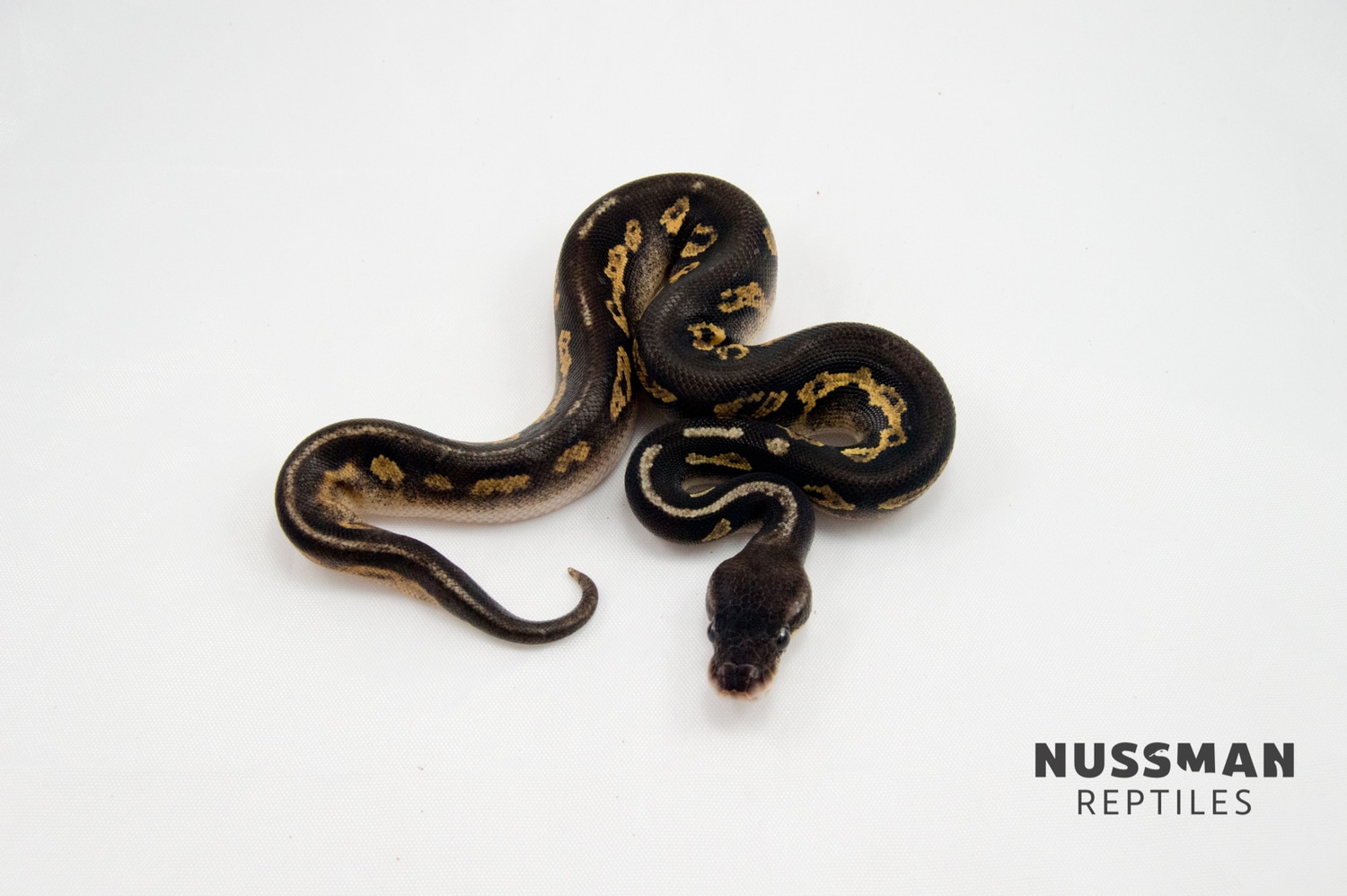 Super Blackhead Pastel 50% Het Hypo Ball Python by Nussman Reptiles ...