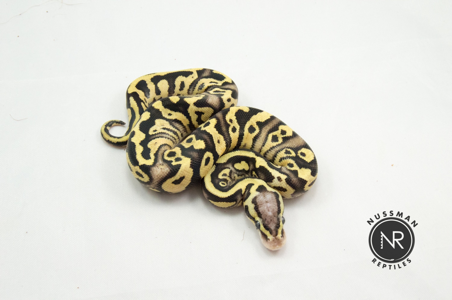 Firefly Dh Clown Pied Ball Python by Nussman Reptiles - MorphMarket