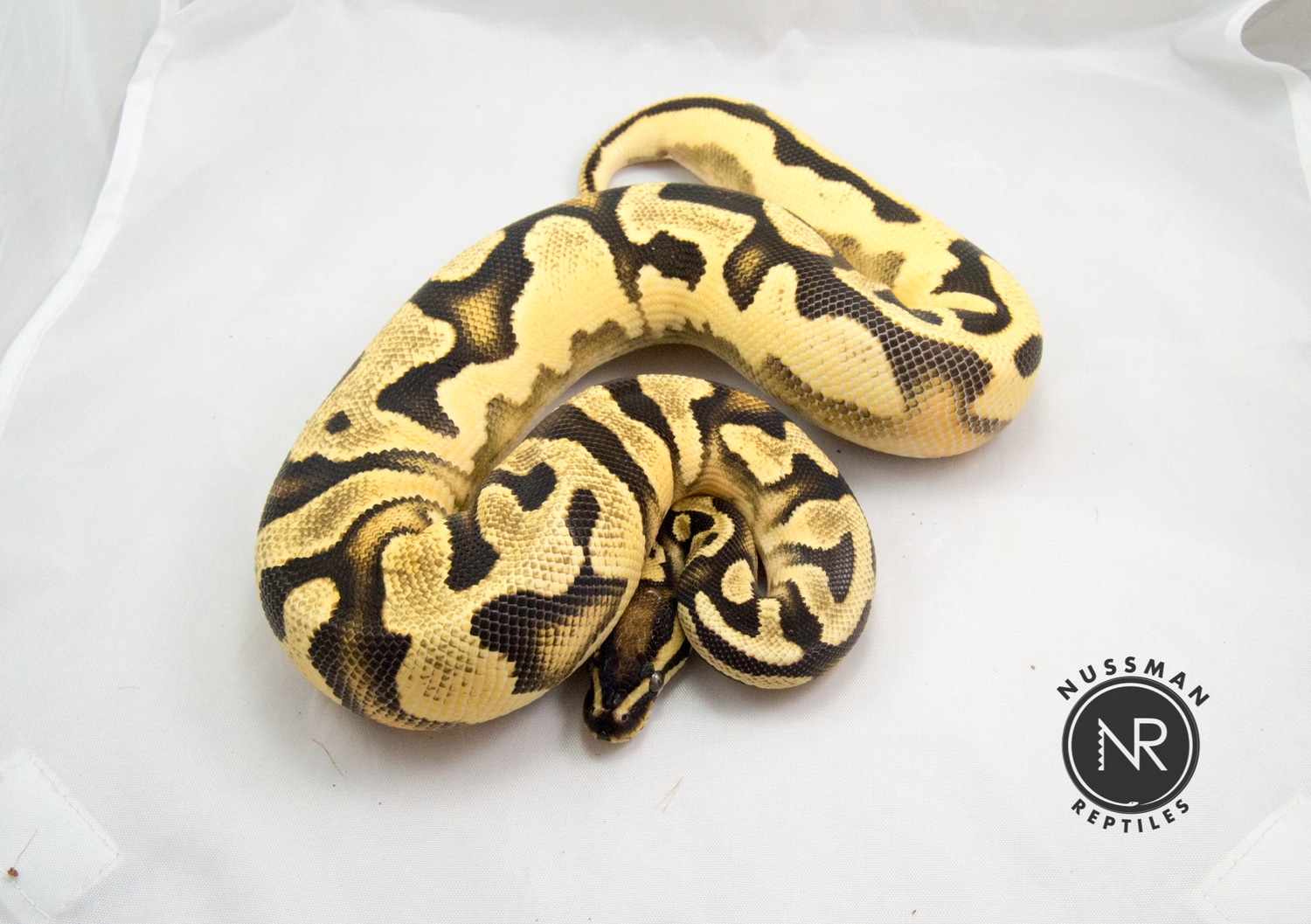 Super Orange Dream Yellowbelly 66% Het Pied Ball Python by Nussman ...