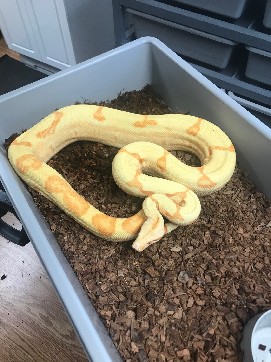 Super Sunglow Boa Constrictor by Nussman Reptiles - MorphMarket