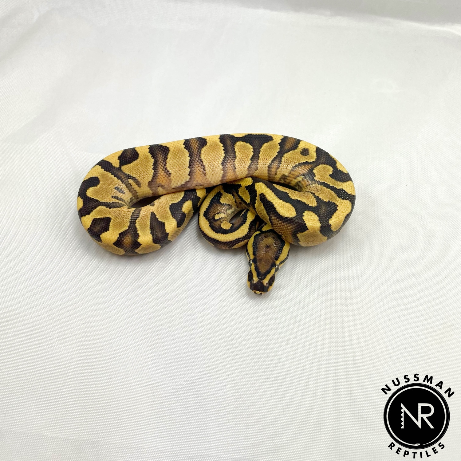 Enchi Fire Yellowbelly Dh Clown Pied Ball Python by Nussman Reptiles ...