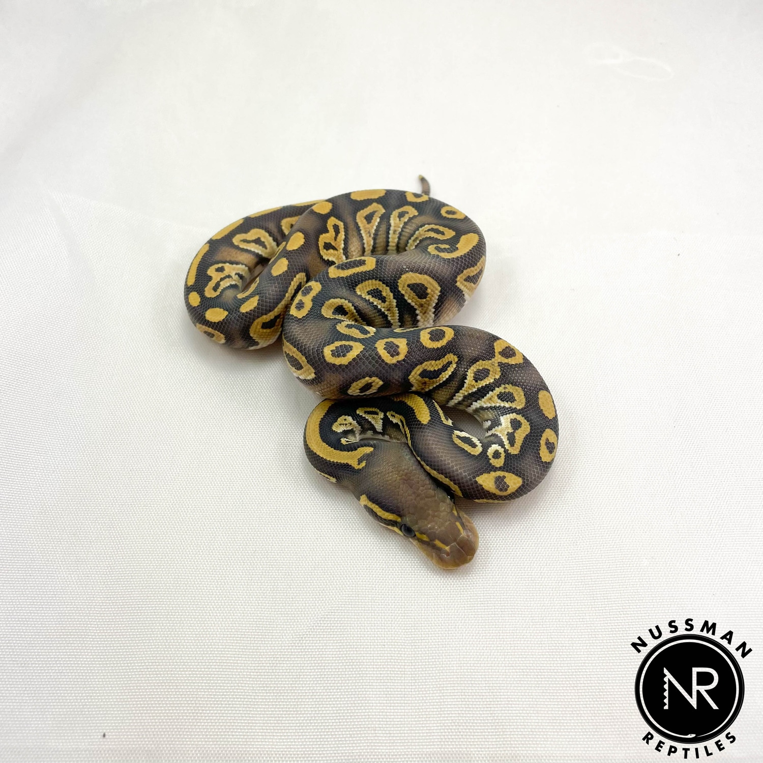 Blackhead Hypo Het Clown Ball Python by Nussman Reptiles - MorphMarket