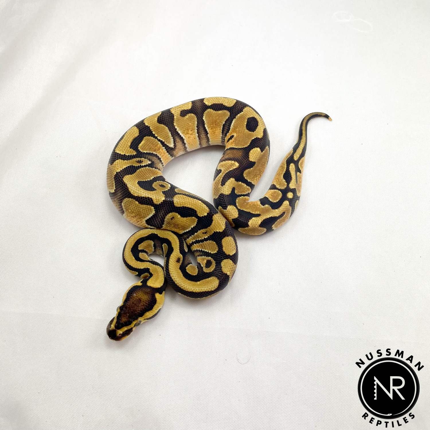 Enchi Fire Dh Clown Pied Ball Python by Nussman Reptiles - MorphMarket