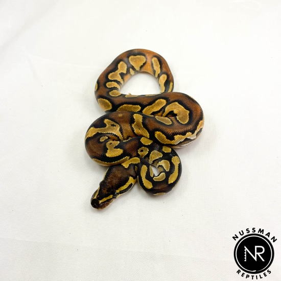 Blackhead Enchi Ringer Gene Red Gene Dh Hypo Clown Ball Python by ...