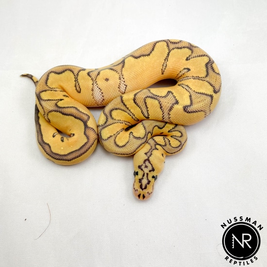 Pastel Enchi Hypo Clown Ball Python by Nussman Reptiles