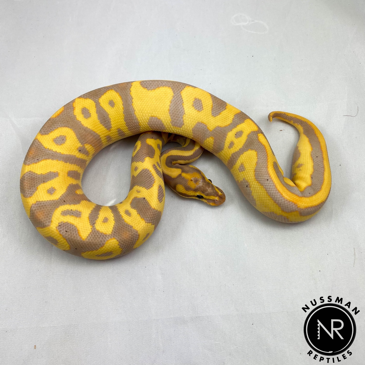 Blackhead Enchi Yellowbelly Coral Glow Dh Clown Pied Pos Leopard Ball ...