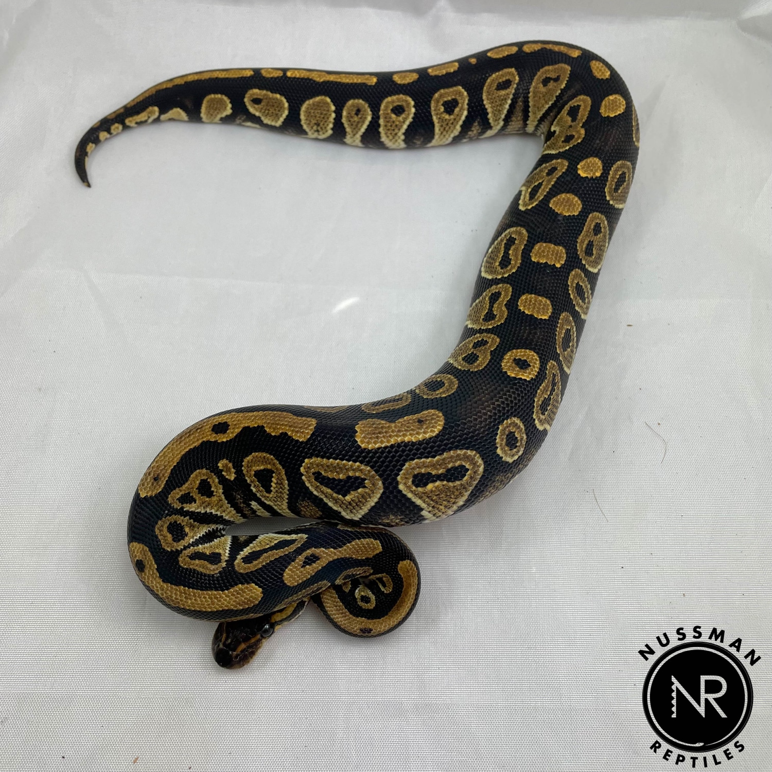 Blackhead Dh Hypo Clown Ball Python by Nussman Reptiles - MorphMarket