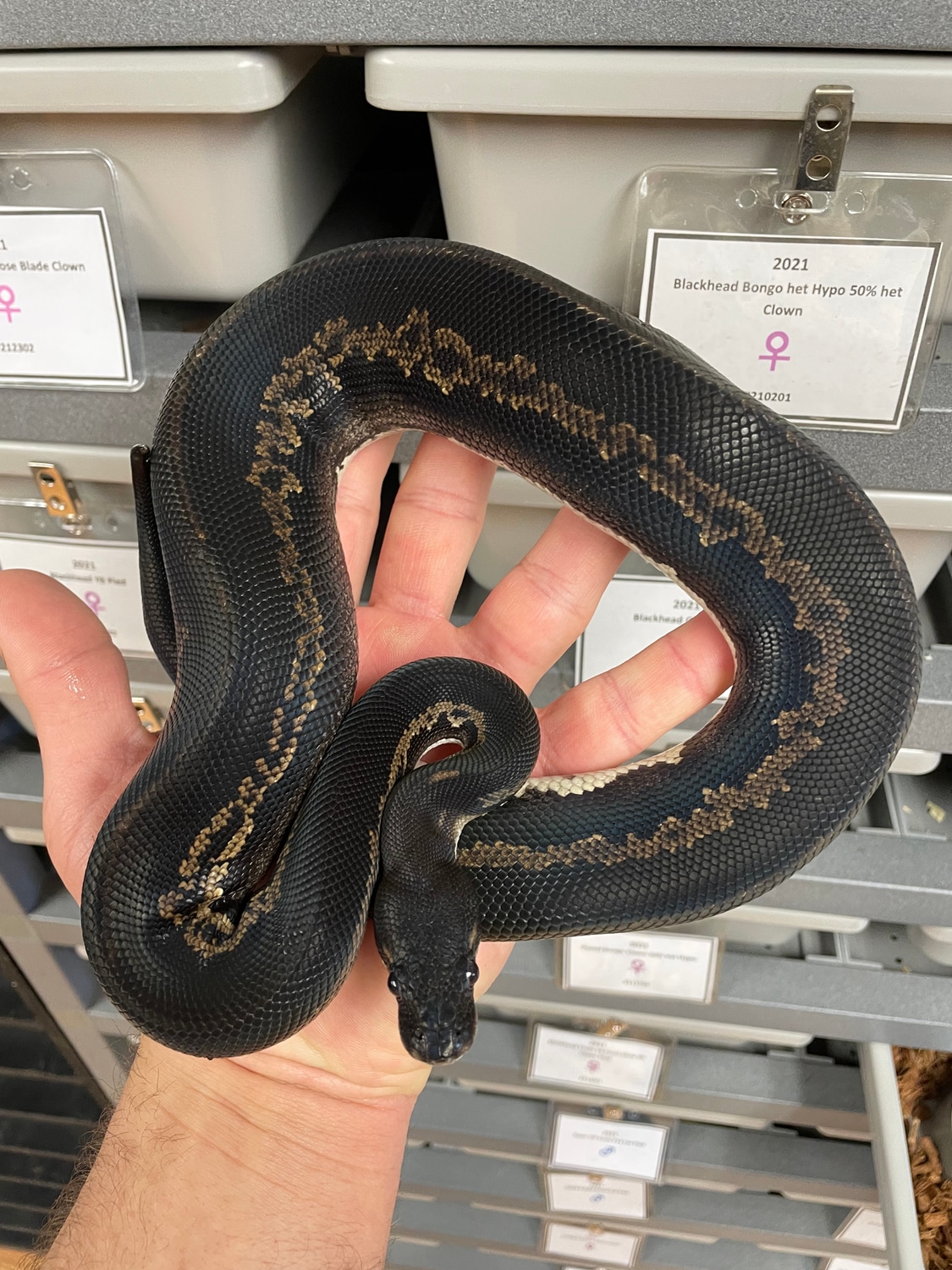 Super Blackhead Leopard 50% Het Hypo 50% Het Pied Ball Python by ...