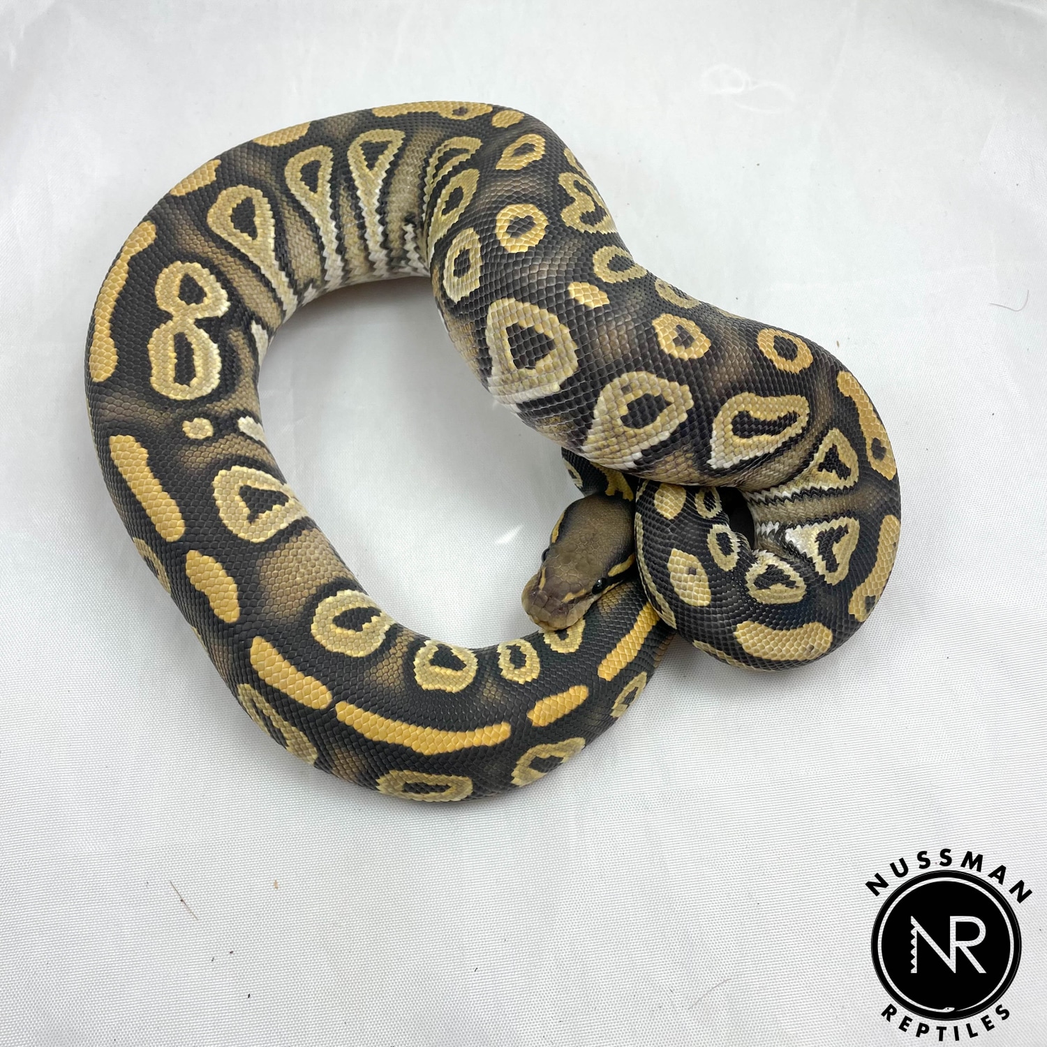Blackhead Hypo Het Clown Ball Python by Nussman Reptiles - MorphMarket