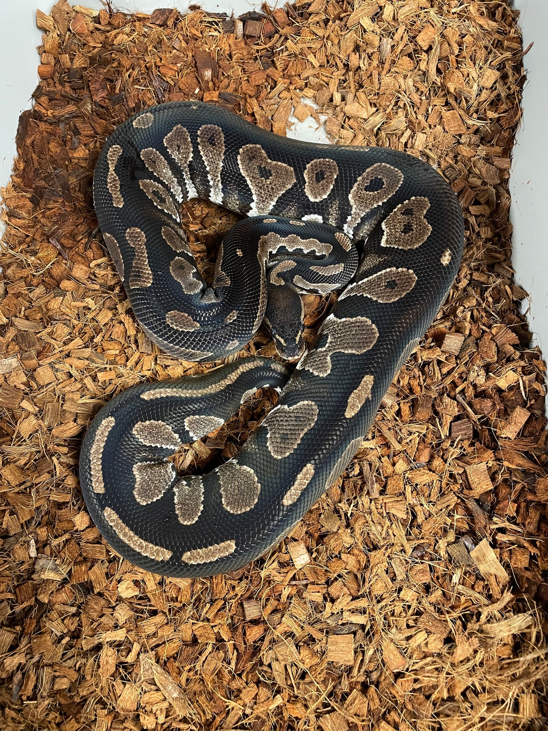 Blackhead 50% Het Pied Ball Python by Nussman Reptiles - MorphMarket