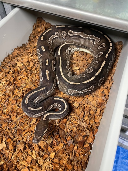 Blackhead Mojave Ball Python by Nussman Reptiles