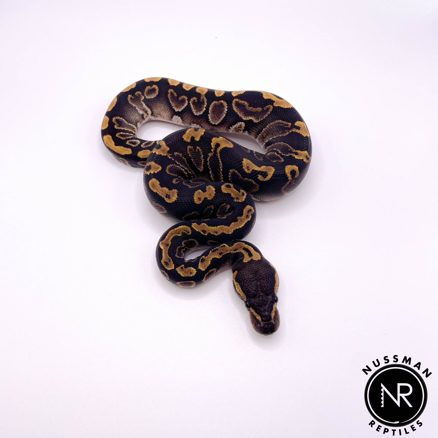 GHI Chocolate Dh Hypo Clown Ball Python by Nussman Reptiles - MorphMarket