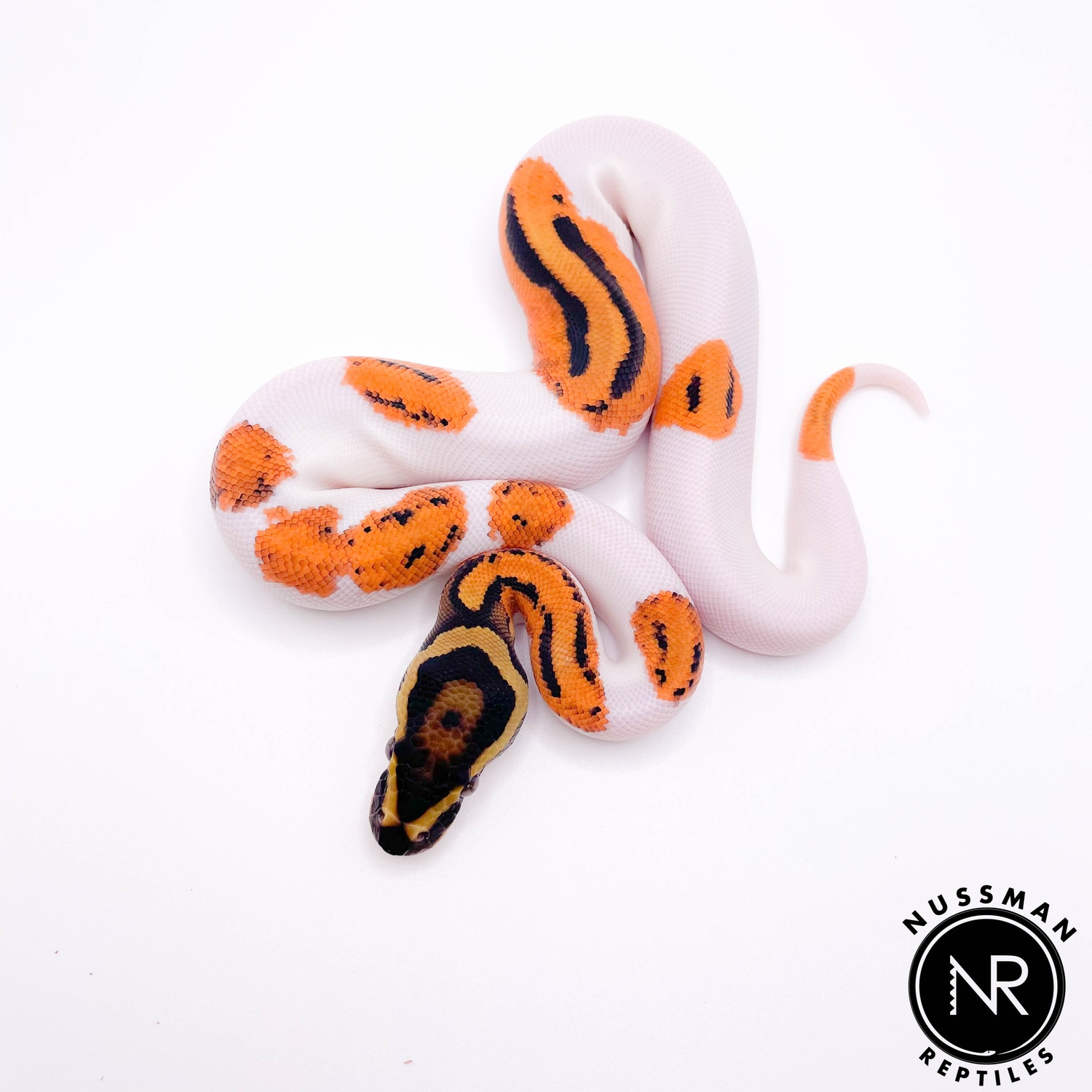 Possible Super Orange Dream Yellowbelly Pied 50% Het Clown 50% Het ...