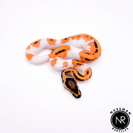 Super Orange Dream Yellowbelly Pied 50% Het Clown 50% Het Albino Ball ...