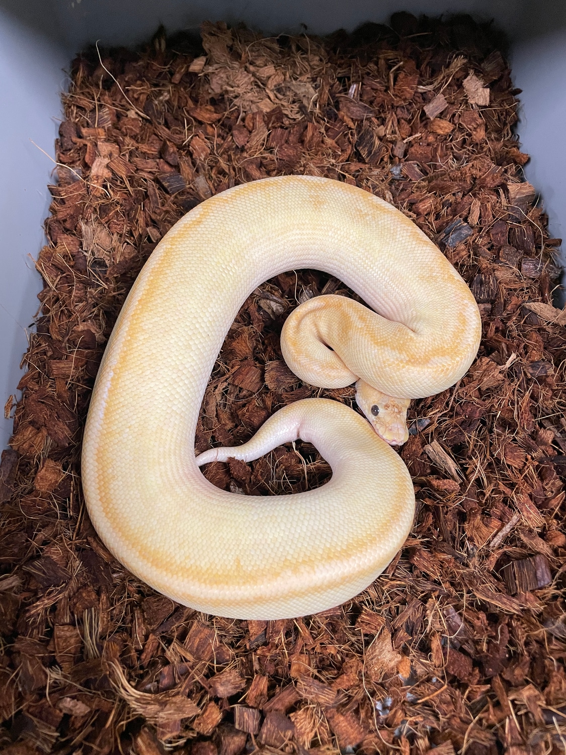 Champagne Coral Glow Dh Hypo Clown Ball Python by Nussman Reptiles ...
