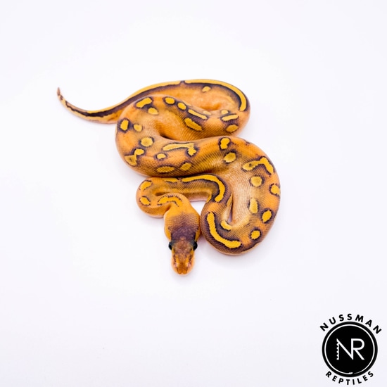 Blackhead Champagne Enchi Hypo 50% Het Clown Ball Python by Nussman ...