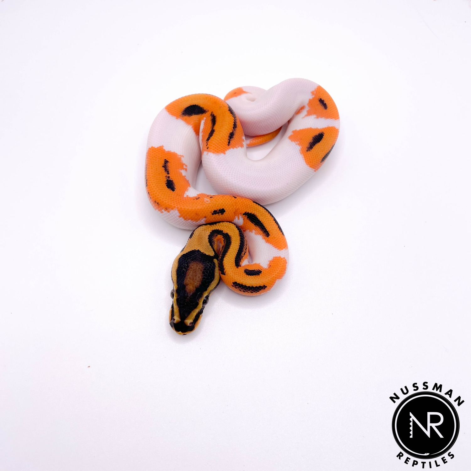 Super Orange Dream Yellowbelly Pied 50% Het Clown Ball Python by ...