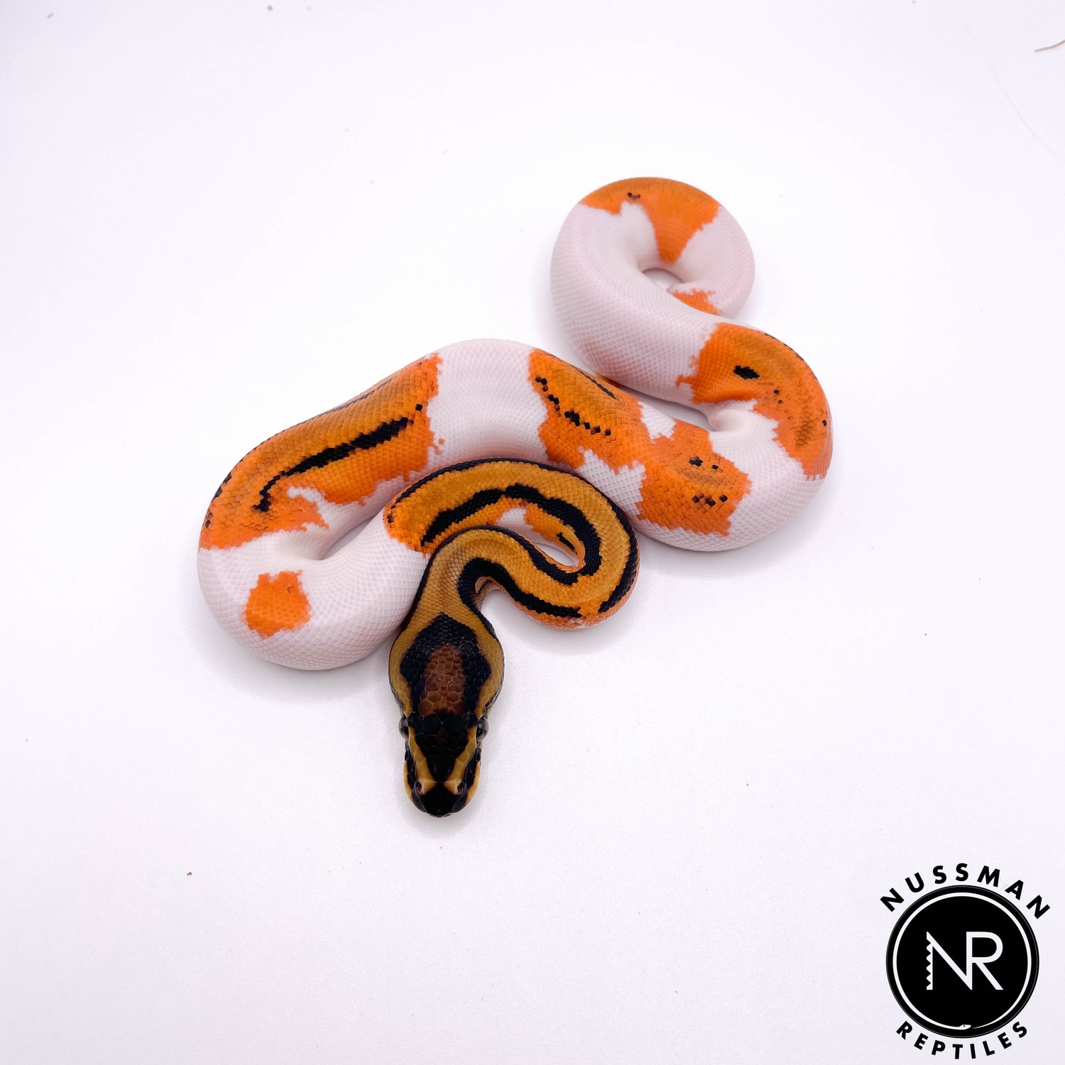 Super Orange Dream Yellowbelly Pied 50% Het Clown Ball Python by ...