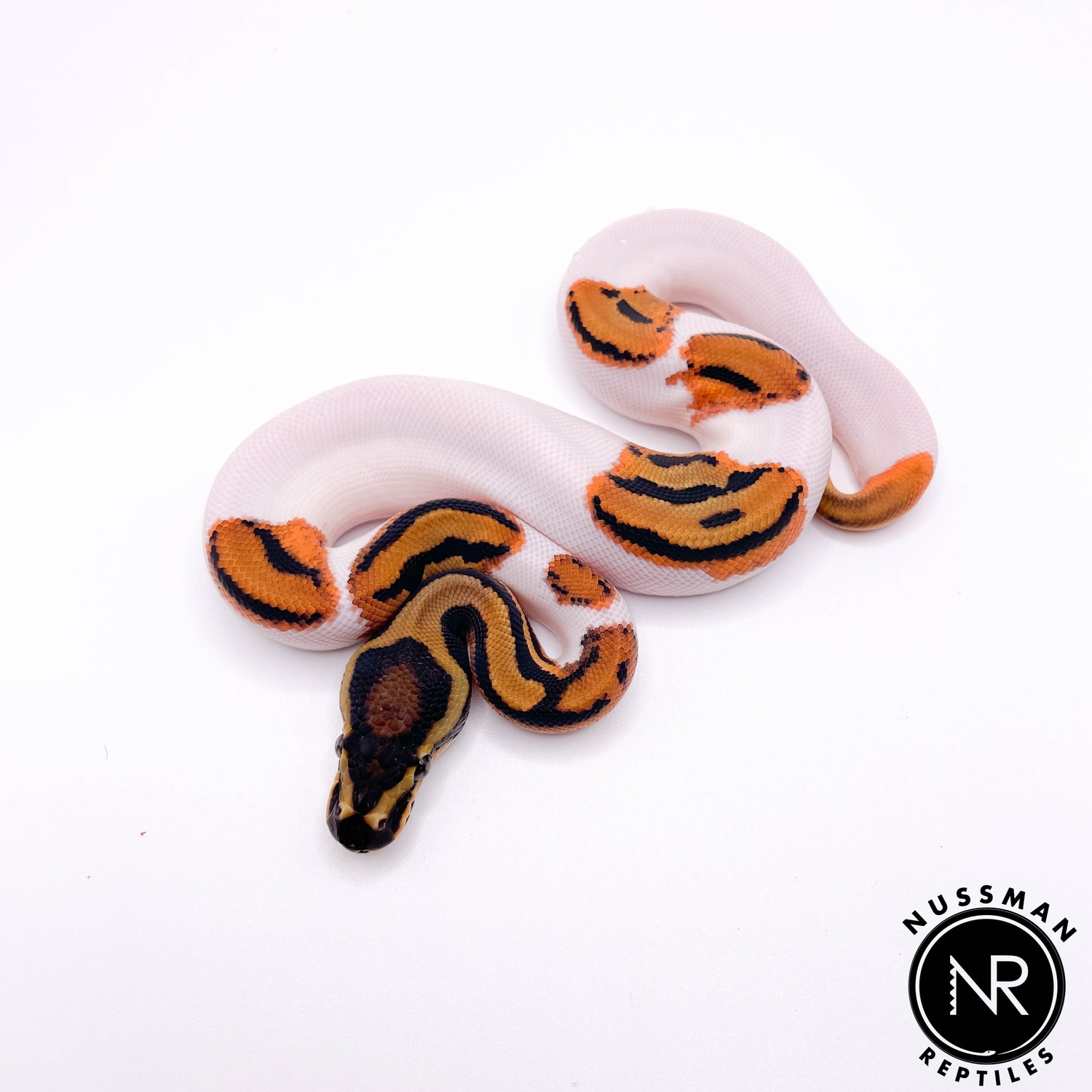 Orange Dream Leopard Yellowbelly Pied 50% Het Clown Ball Python by ...