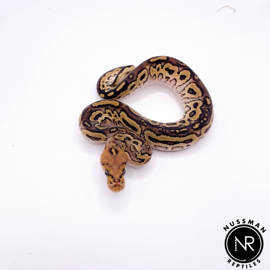 Bongo Clown 66% Het Hypo Ball Python by Nussman Reptiles