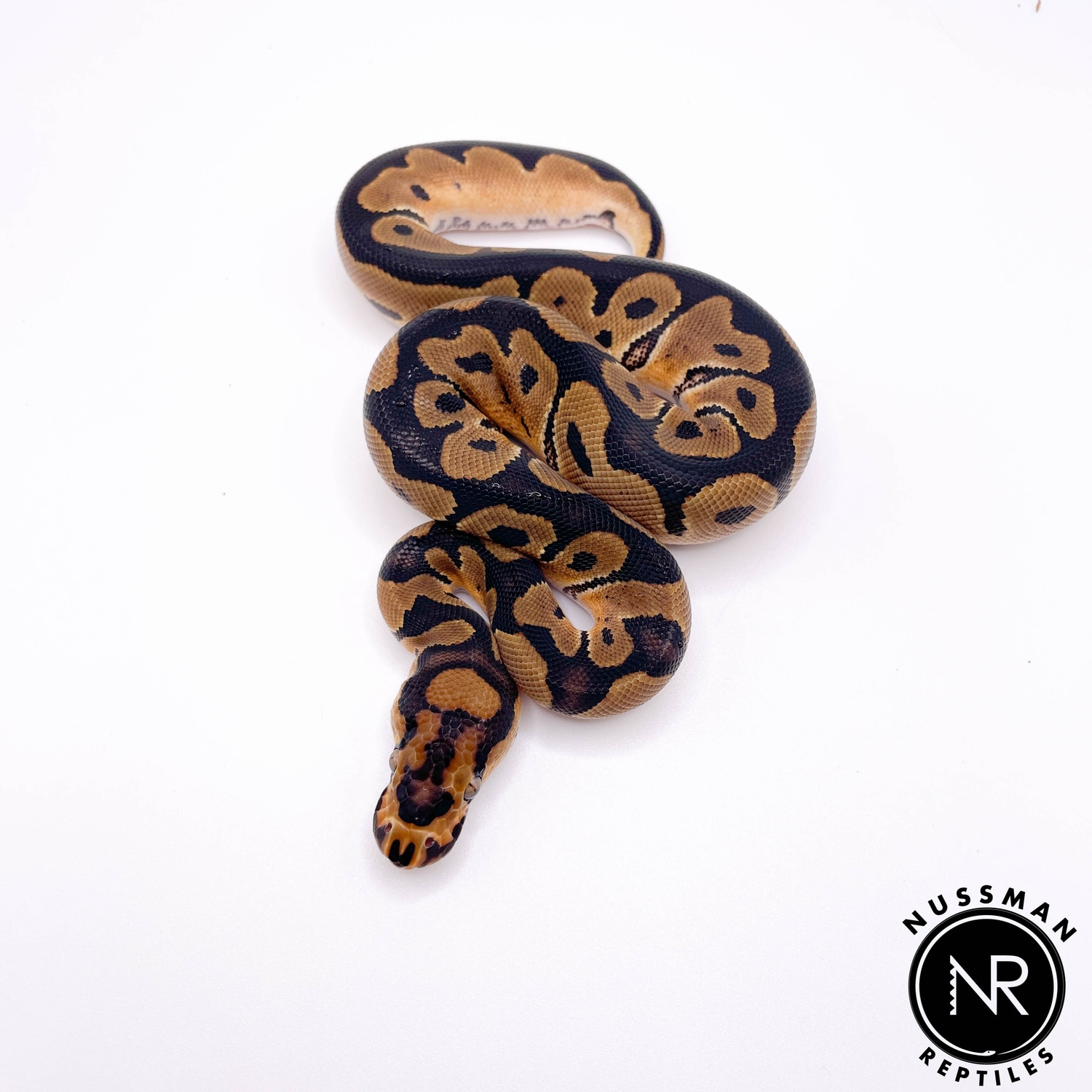 Clown Dh DG Pied 50% Het Hypo Ball Python by Nussman Reptiles - MorphMarket