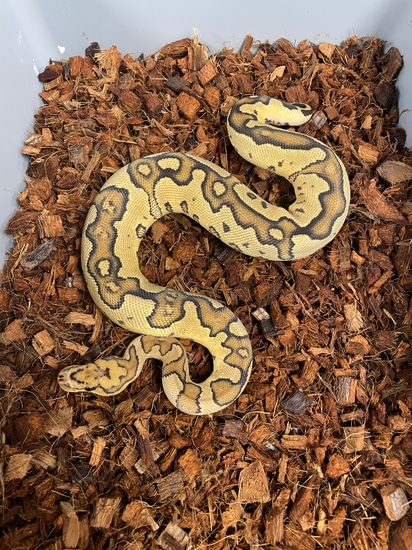 Fire Clown Het Hypo Ball Python by Nussman Reptiles