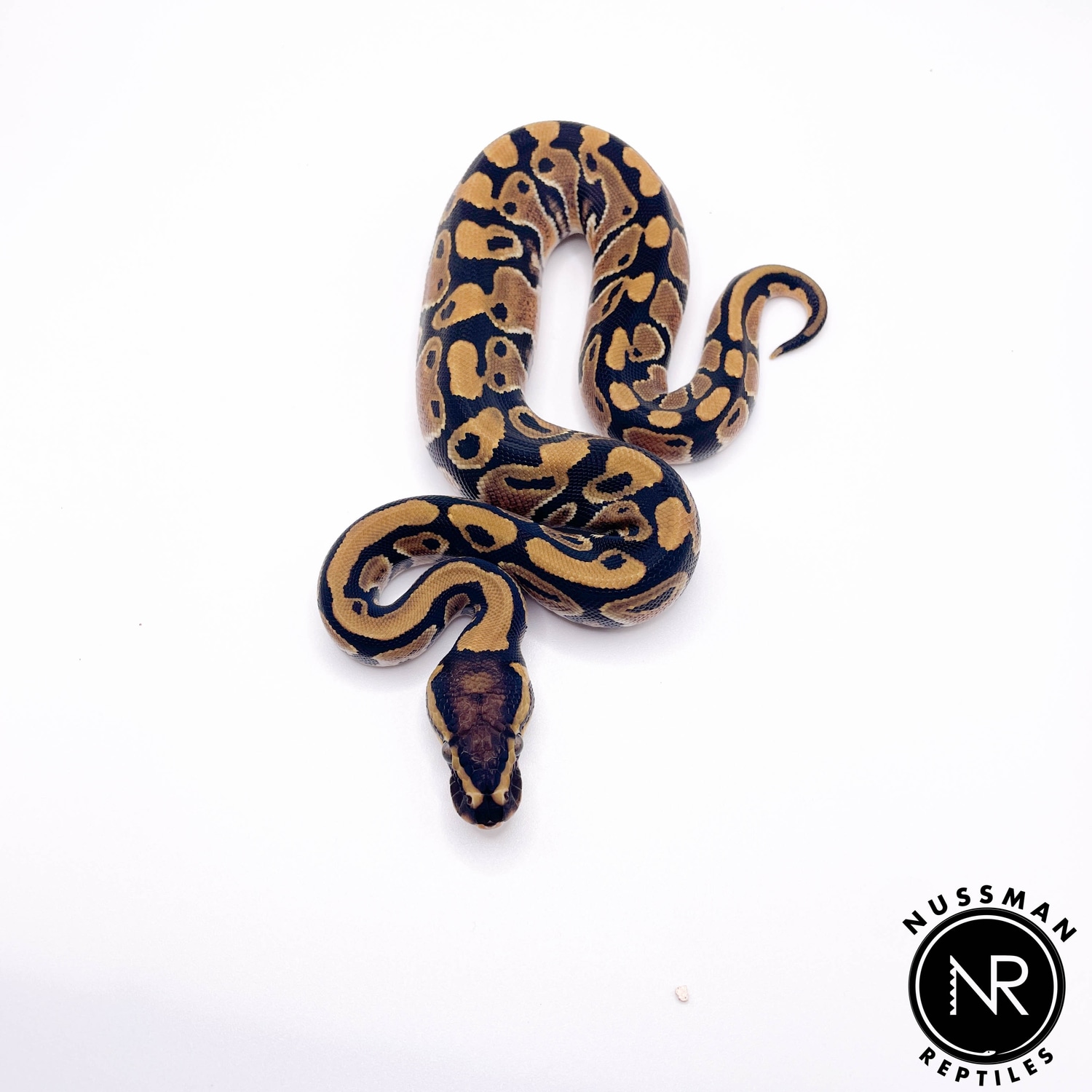 Dh DG Pied 66% Het Clown 50% Het Hypo Ball Python by Nussman Reptiles ...