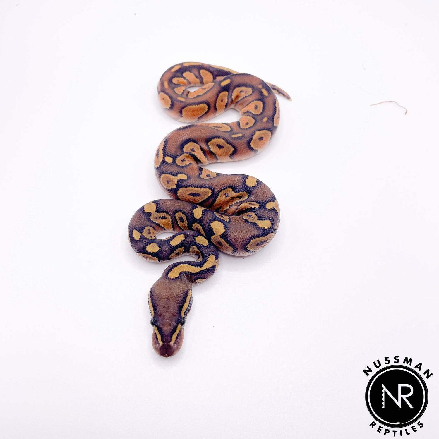 Blackhead Enchi Red Gene Hypo 66% Het Clown, Possible Bongo Ball Python ...