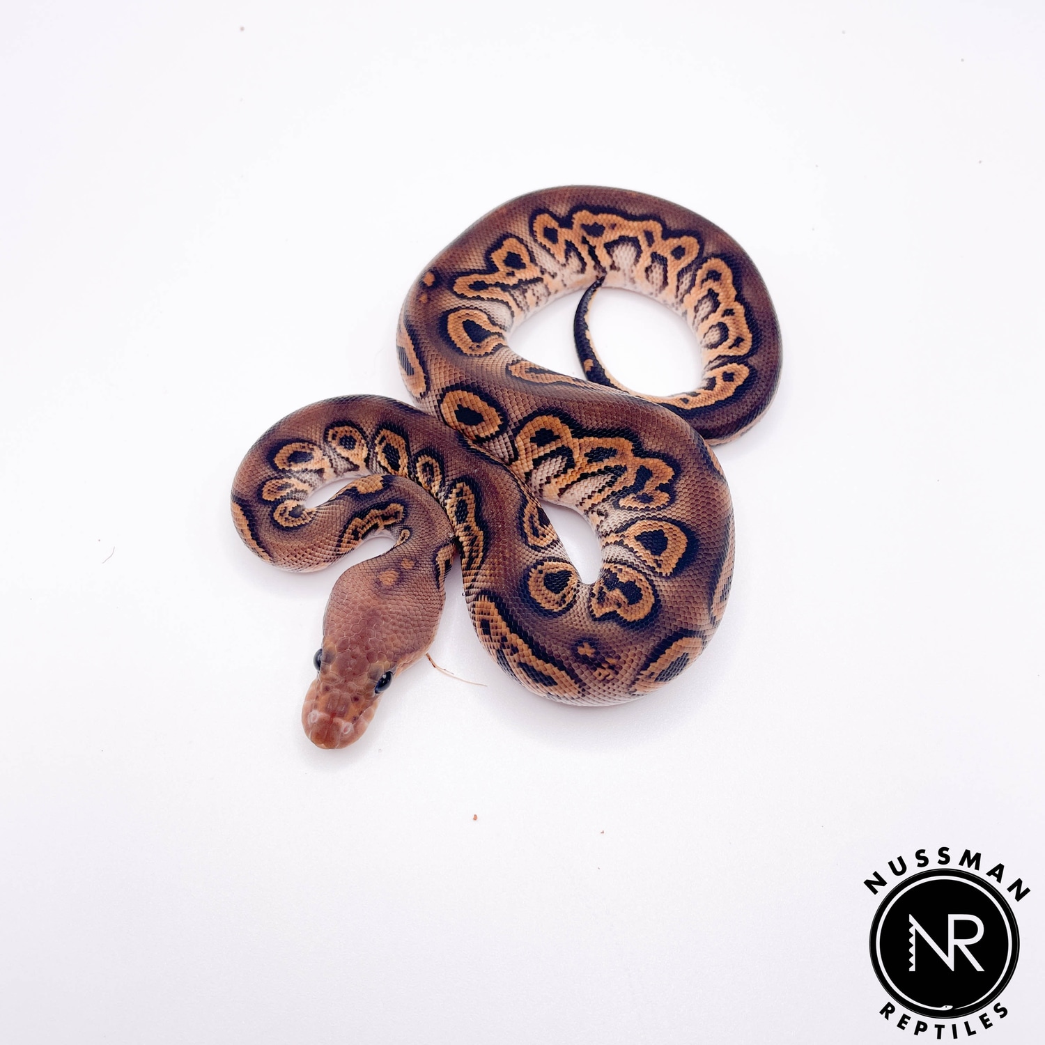 Black Pastel Yellowbelly Clown 50% Het Hypo Ball Python by Nussman ...
