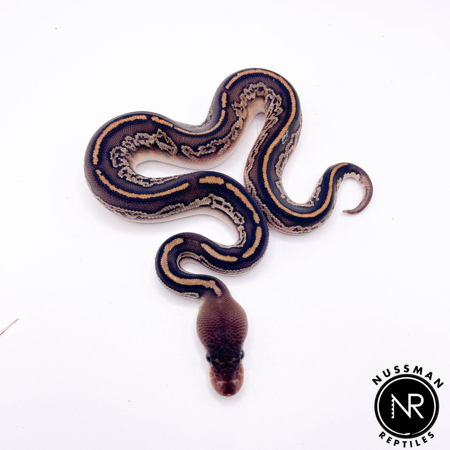 Bongo Black Pastel Het Clown 50% Het Hypo Ball Python by Nussman ...