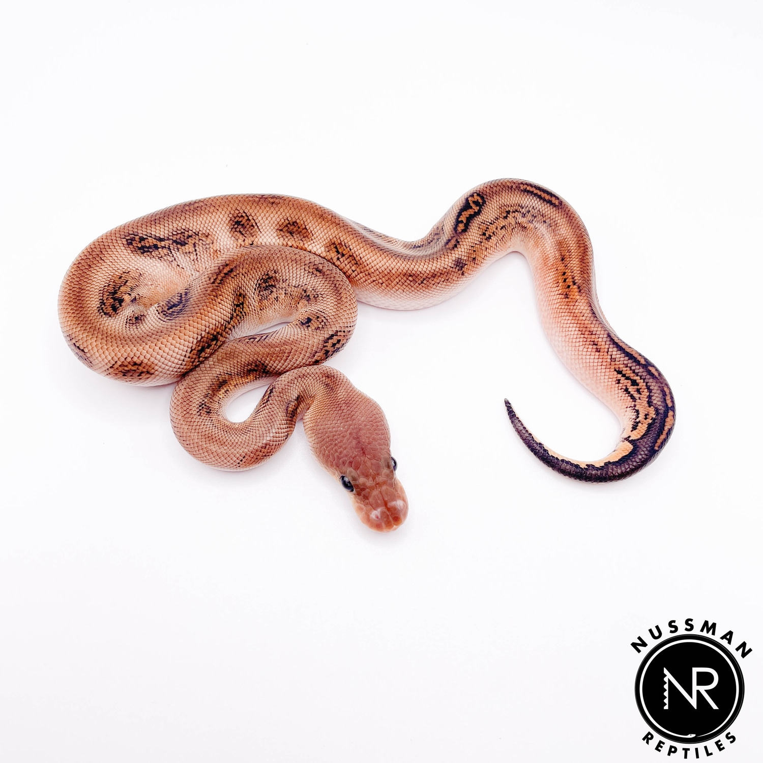 Bongo Black Pastel Yellowbelly Clown 50% Het Hypo Ball Python by ...