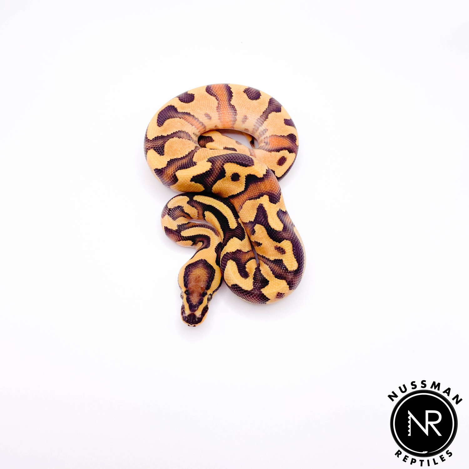 Enchi Fire YB Dh Clown Pied Ball Python by Nussman Reptiles - MorphMarket