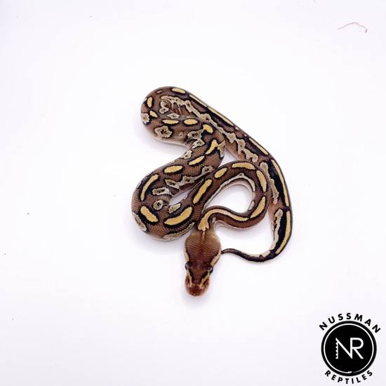 Super Bongo 66% Dh Hypo Clown Ball Python by Nussman Reptiles