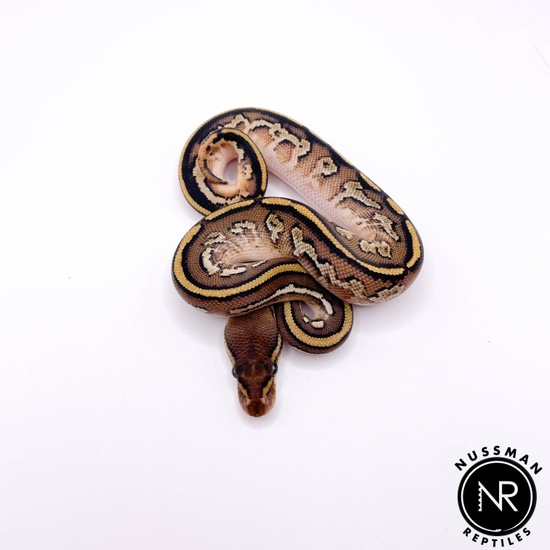 Super Bongo 66% Dh Hypo Clown Ball Python by Nussman Reptiles