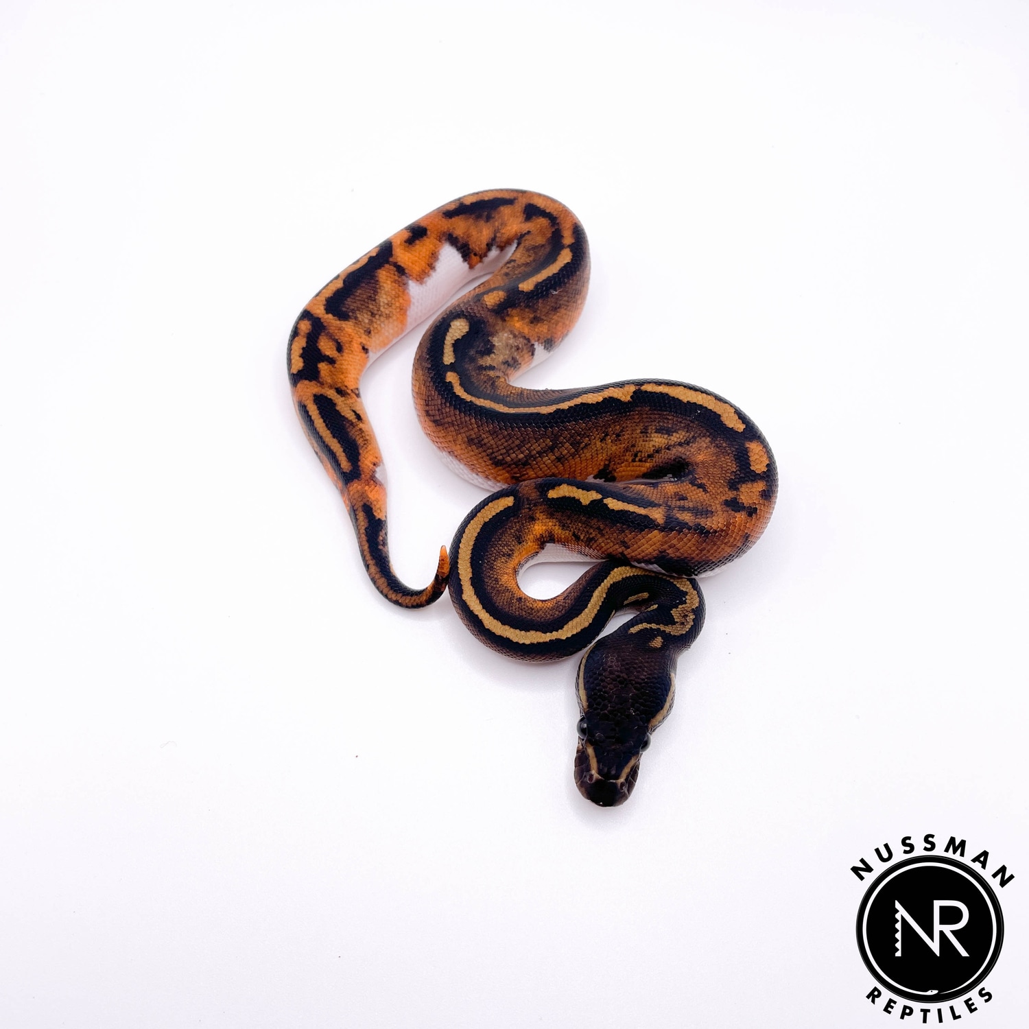 Blackhead Pied Ball Python by Nussman Reptiles - MorphMarket