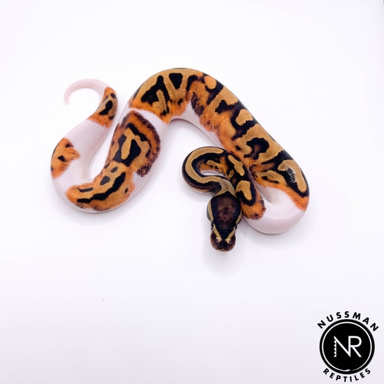 Ringer Gene Pied Ball Python by Nussman Reptiles